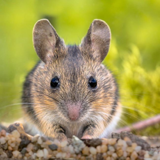 Kleintiere – Professionelle Hilfe und Behandlung für Ihr Haustier