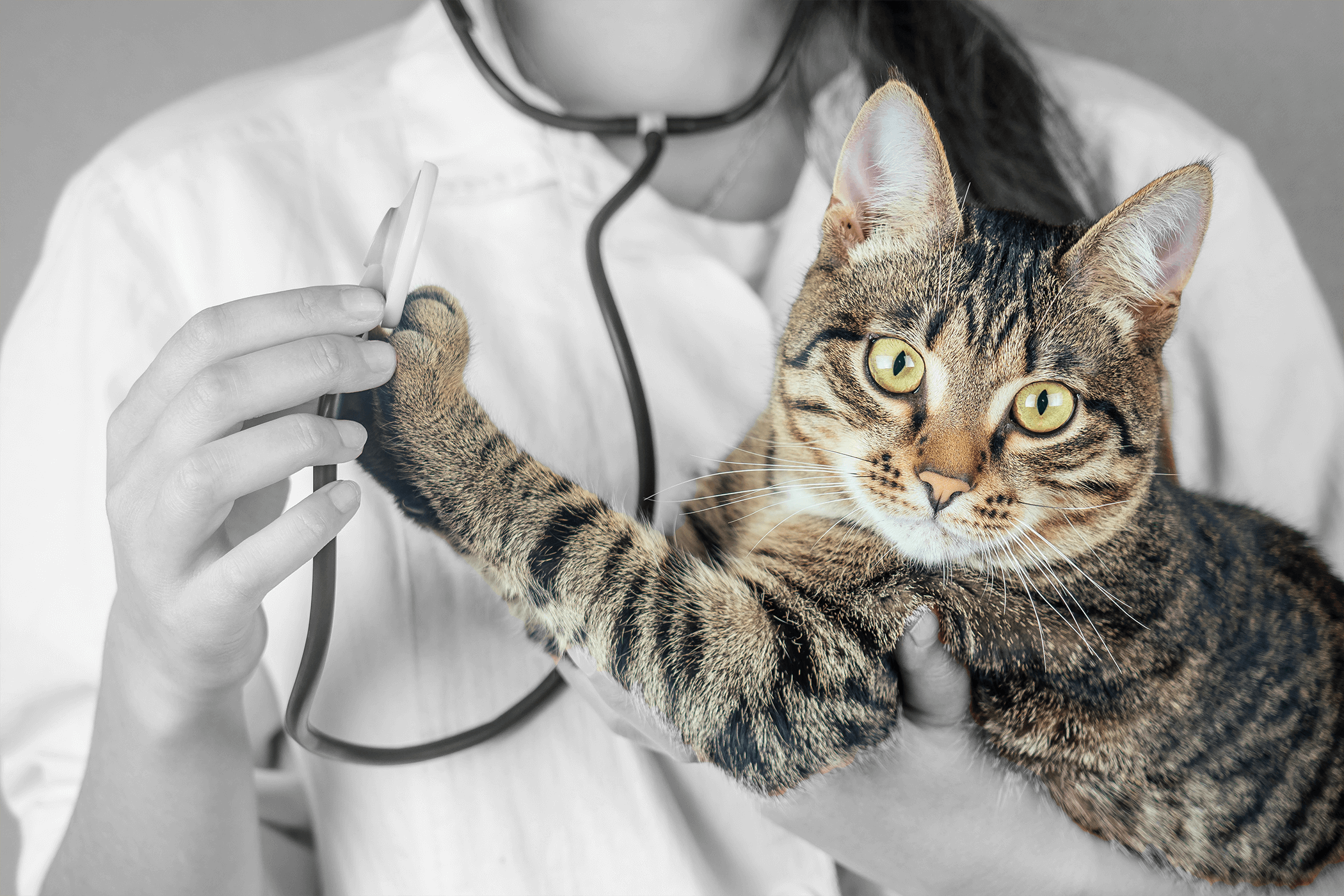 Schilddrüsenüberfunktion Katze – Hyperthyreose - Landpraxis Kummerfeld